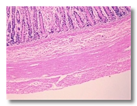 Digestive system II | Veterinary Histology