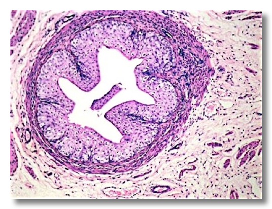 Urinarysytemcodesnippet5 UrinarySytemCodeSnippet5