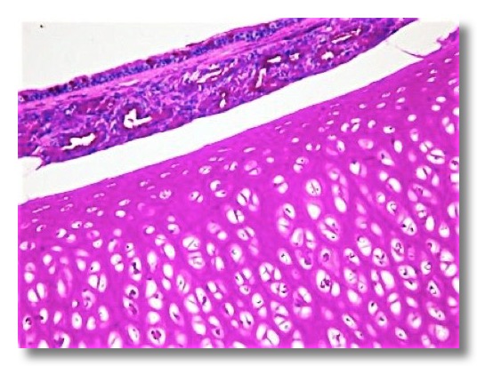 Respiratory. Urinary. Endocrine | Veterinary Histology