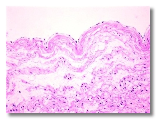 Epithelium and glands | Veterinary Histology